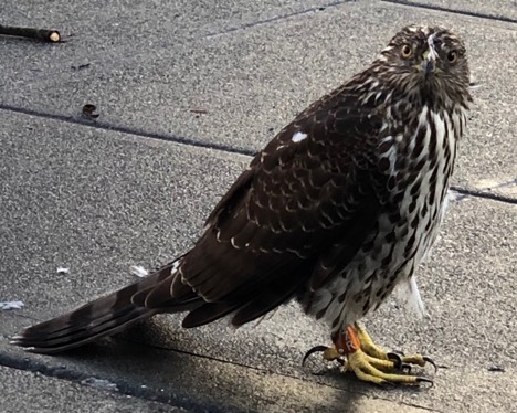 City Hawks – Shelf Talk